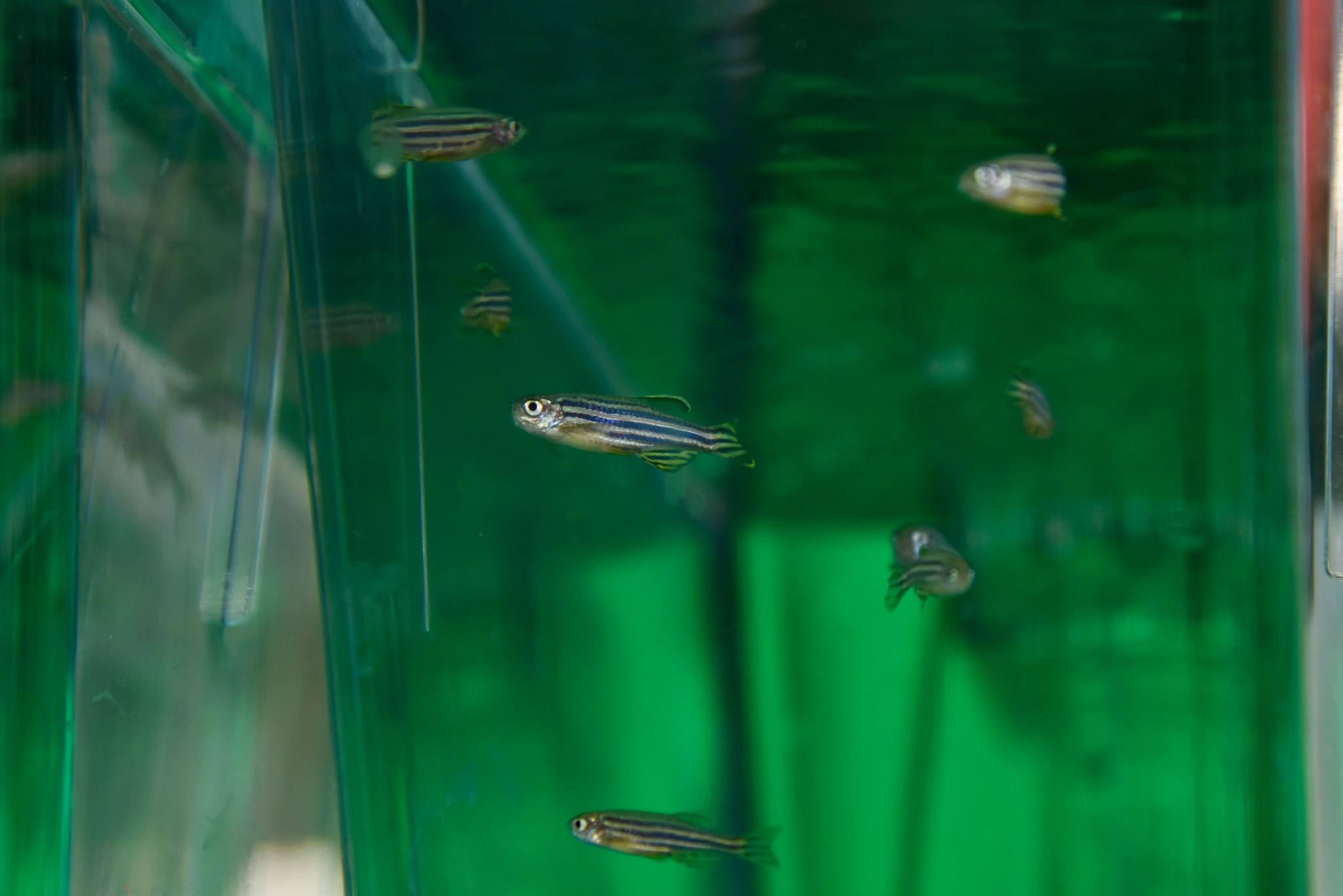 Professor aims to pinpoint crucial components of evolutionary success ...